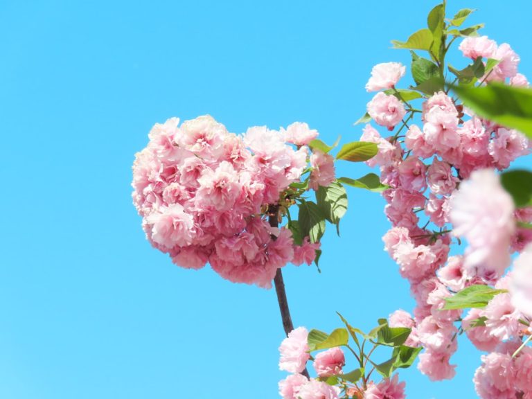 What Is Blossom Game? How to Play This Word Game » 3 Easy Methods